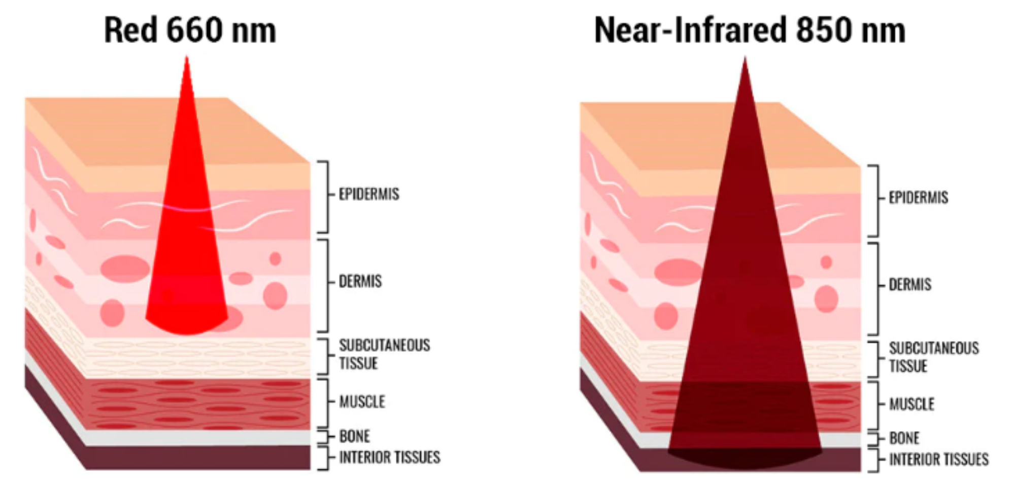 The Best Wavelengths for Red Light Therapy (660nm & 850nm Explained ...